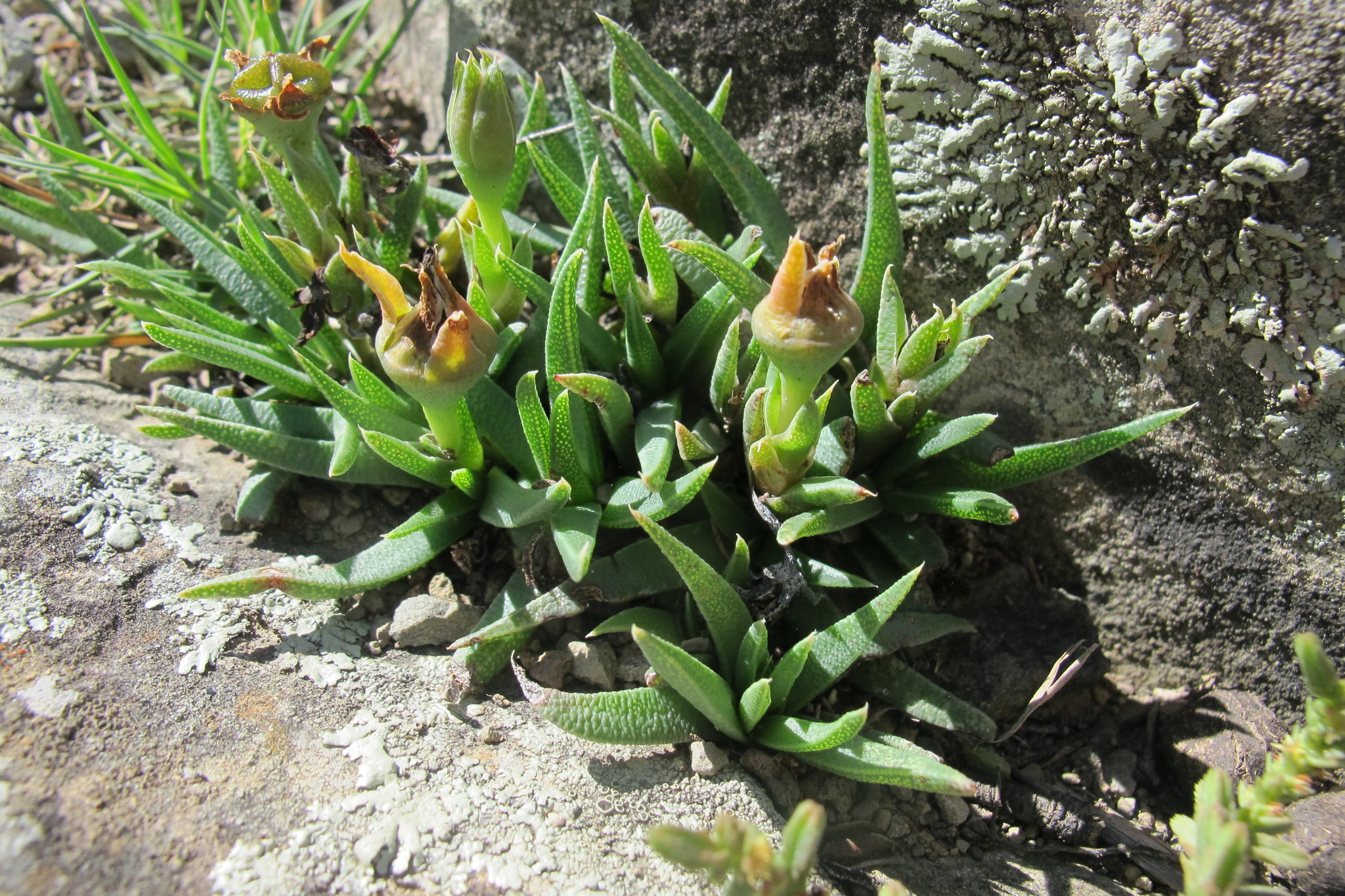 Bergeranthus Schwantes