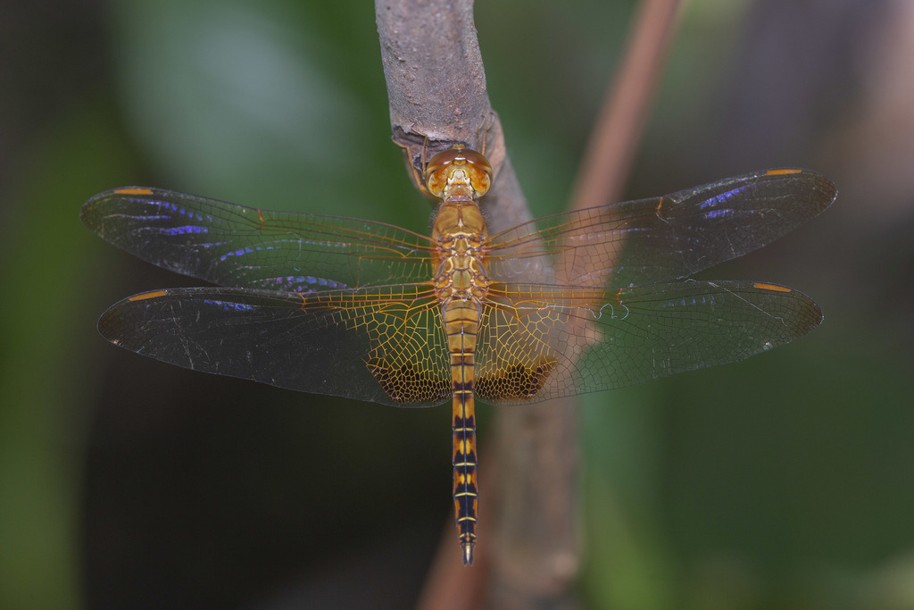 Amber-winged Glider (Dragonflies and Damselflies (Order: Odonata) of ...
