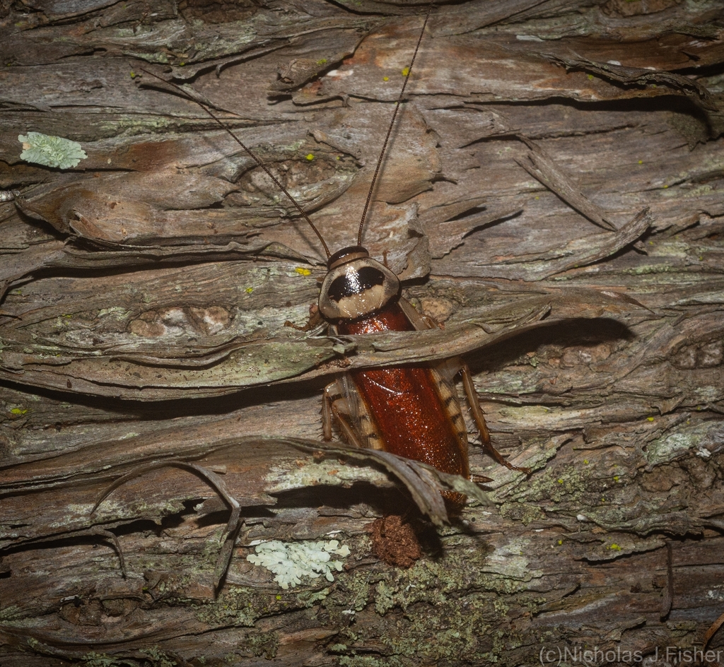 Wood Cockroaches from Clagiraba QLD 4211, Australia on February 15 ...