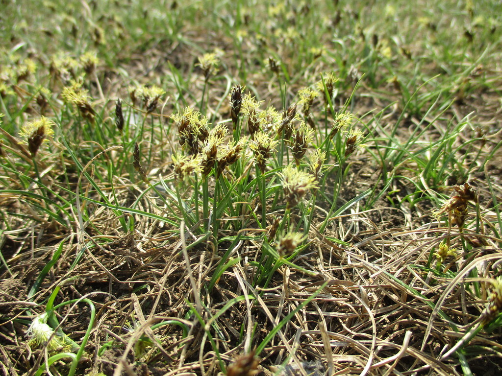 Needleleaf sedge from Черемховский р-н, Иркутская обл., Россия on April ...