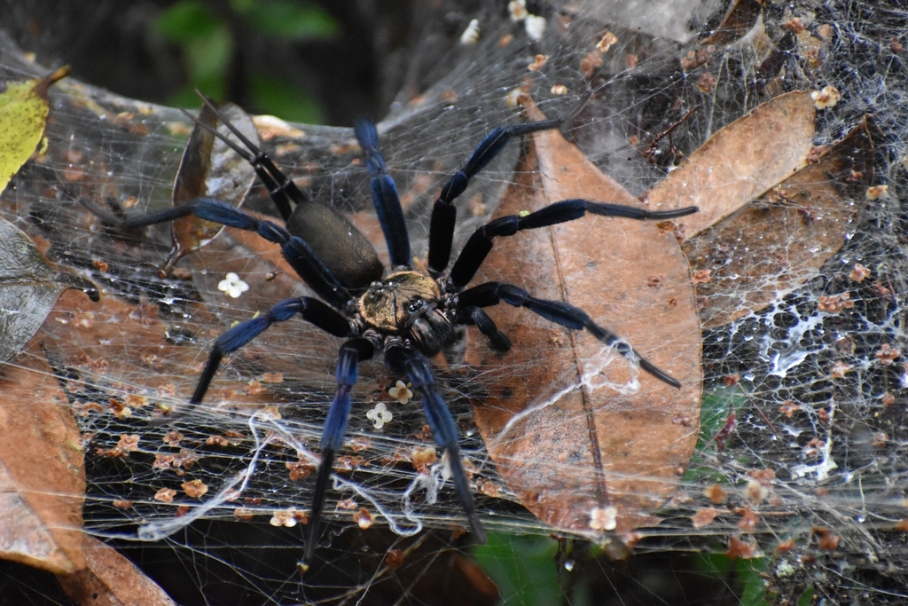Colombian Funnel Web Spider from Marquetalia, Caldas, Colombia on March ...