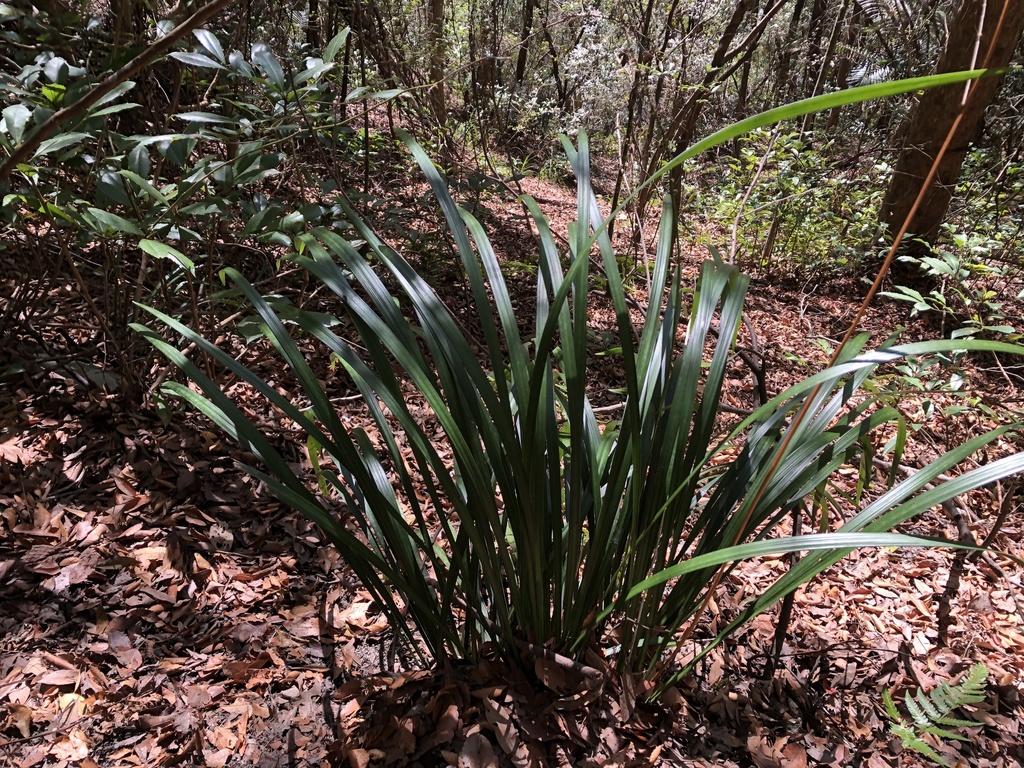 Dwarf Lily-turf from 泰安鄉, TW on February 15, 2021 at 10:09 AM by ...