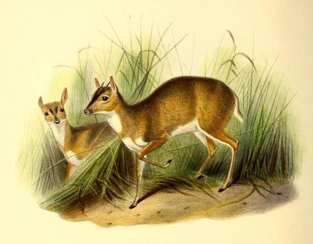 Royal Antelope (Neotragus pygmaeus) - Know Your Mammals