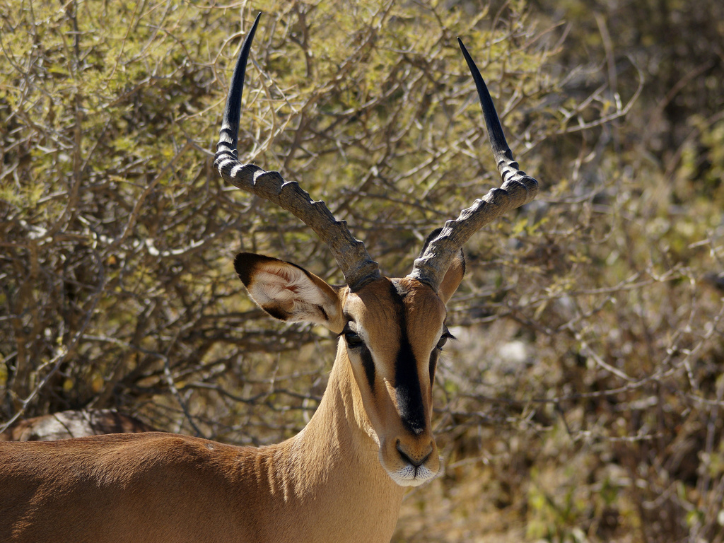 Impalas (Aepycerotini) - Know Your Mammals