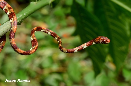 Ringed Snail Sucker (Sibon annulatus) - Snakes and Lizards