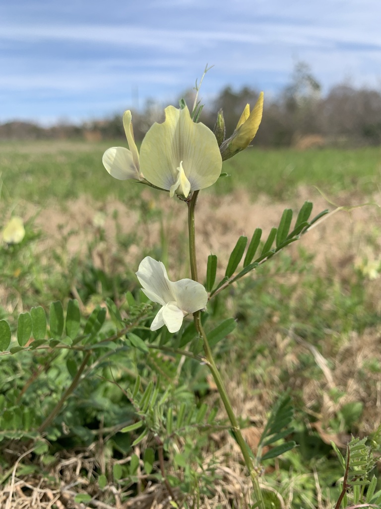 Large yellow vetch from Woodfield Ext, Auburn, AL, US on March 05, 2021 ...
