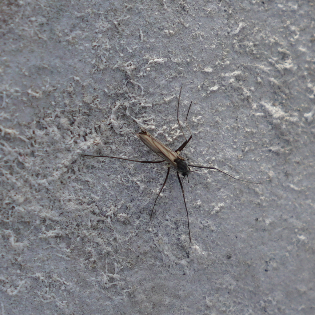 Non-biting Midges from Southeast Calgary, Calgary, AB, Canada on March ...