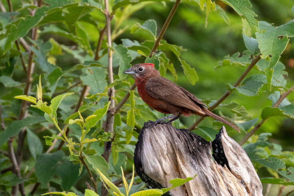 Red-crested Finch from Camino a Yanahuanca on January 25, 2021 at 08:51 ...