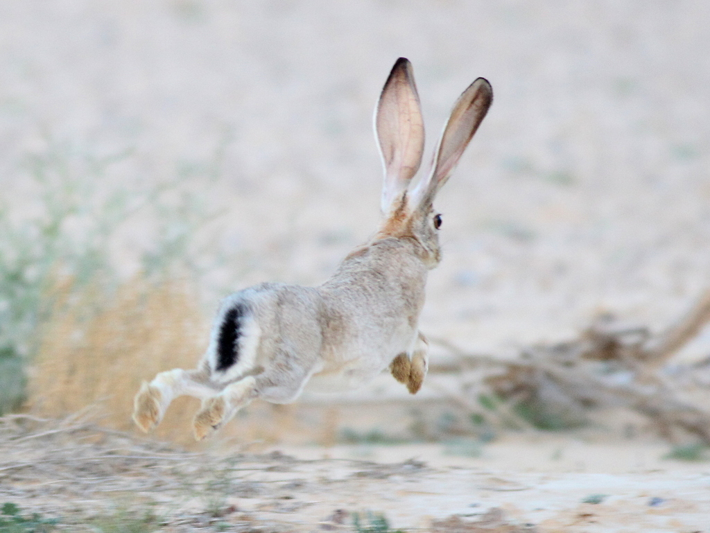 Cape Hare (Lepus capensis) - Know Your Mammals