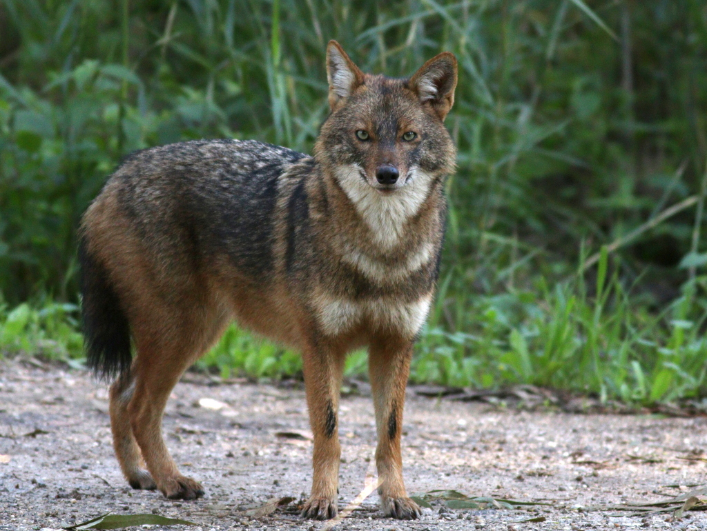 Syrian Jackal from Tel Aviv-Yafo, Israel on January 01, 2019 at 12:40 ...