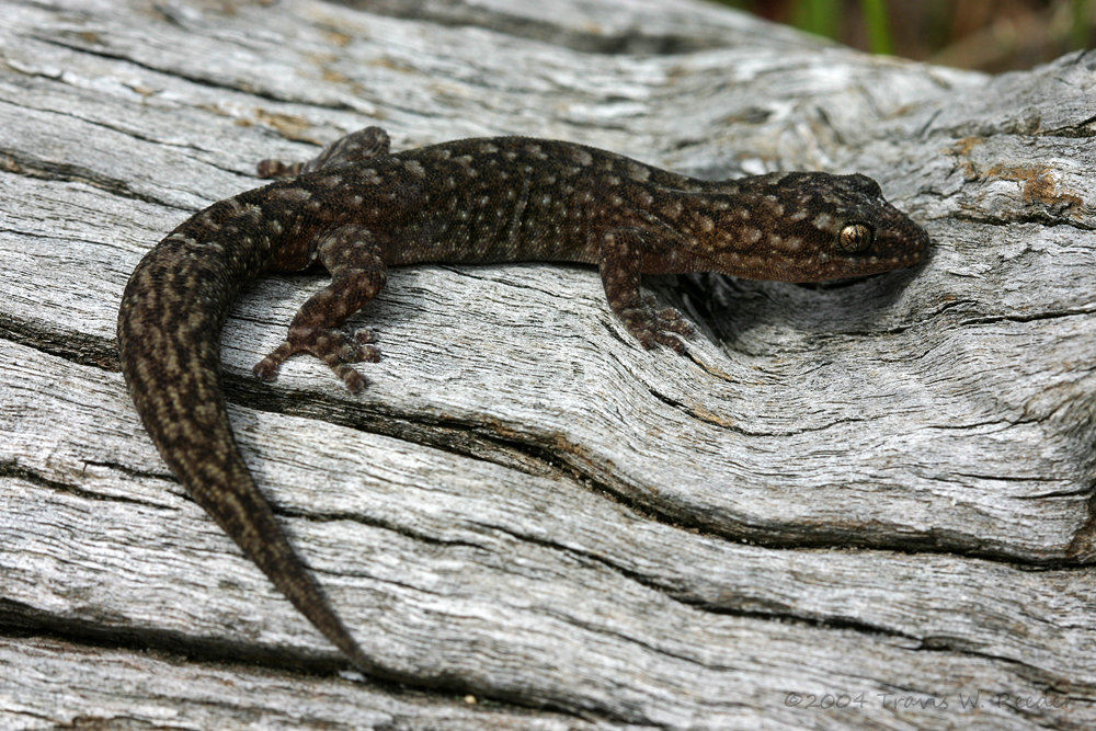 Southern Marbled Gecko (Reptile Watch Porongurup) · iNaturalist