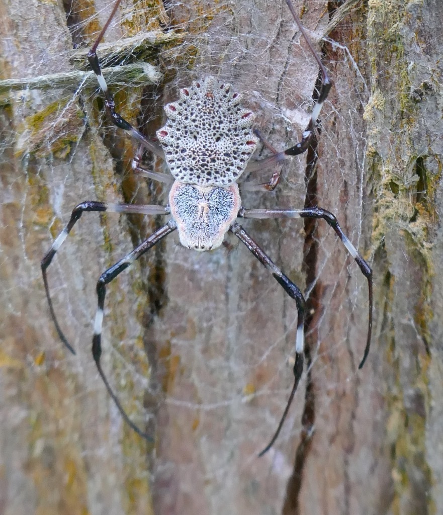 Ornamental Tree Trunk Spider from TT. Mèo Vạc, Mèo Vạc District, Ha ...