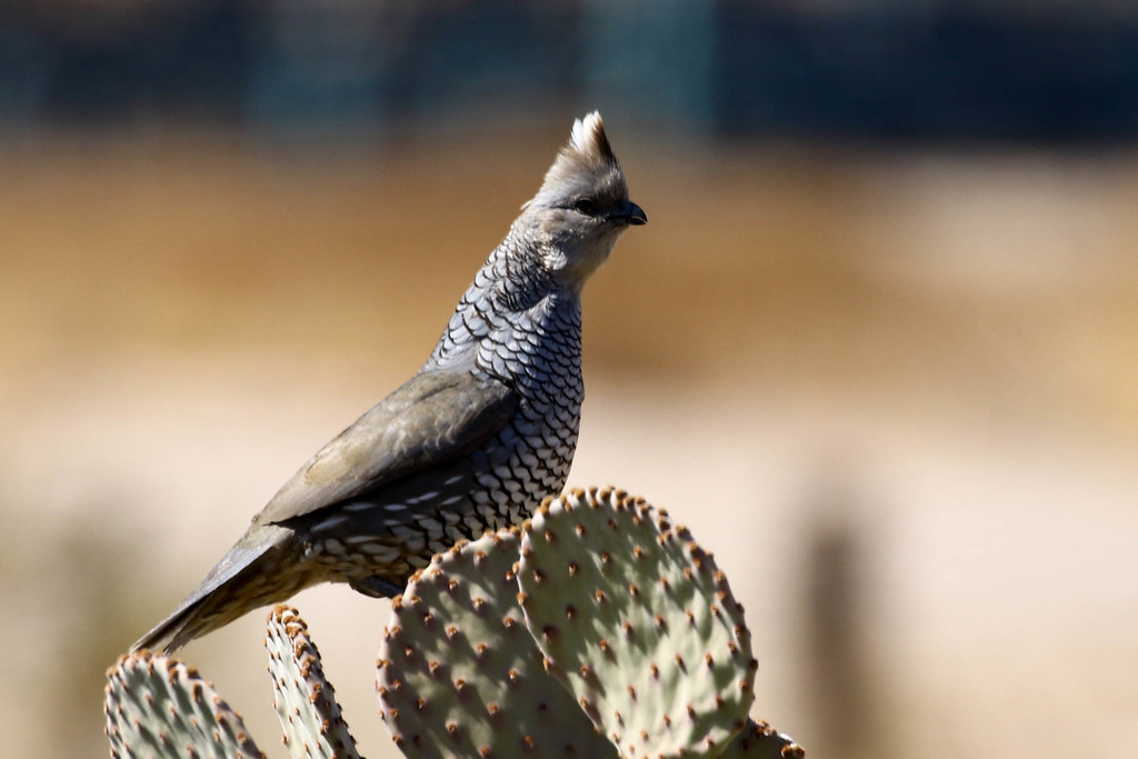 Scaled Quail from Lerdo, Dgo., México on March 02, 2021 at 02:53 PM by ...