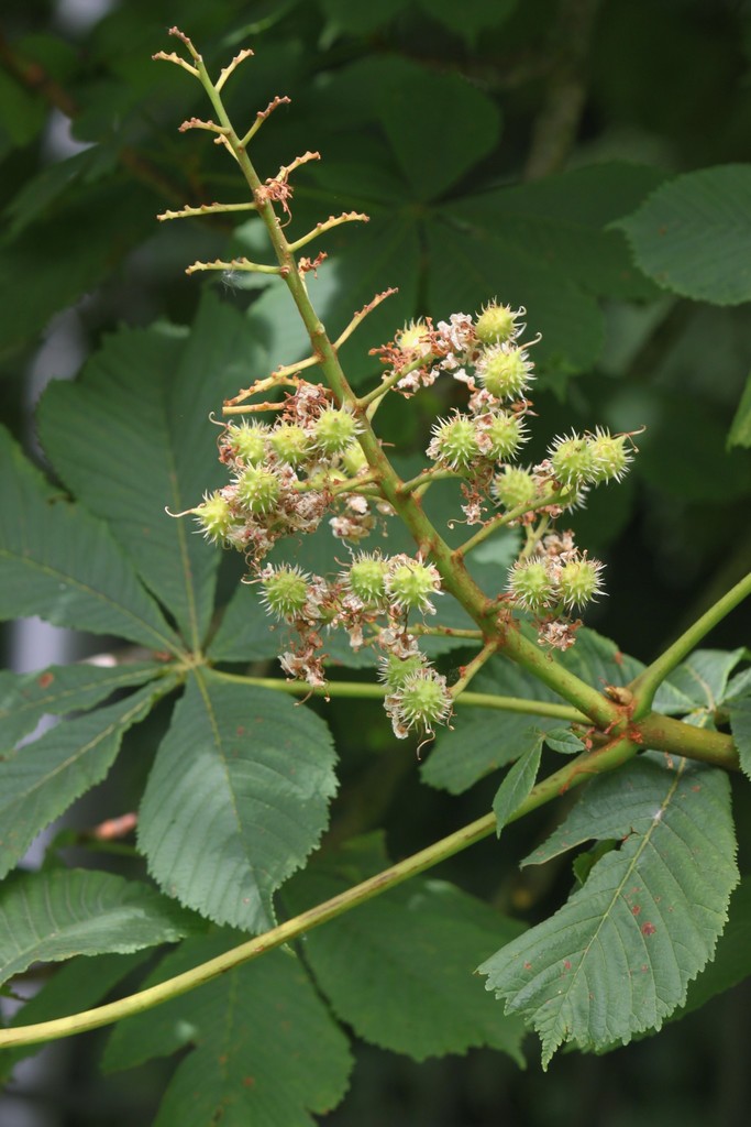 horse-chestnut from Sidmouth, East Devon on June 05, 2019 by Sidmouth ...
