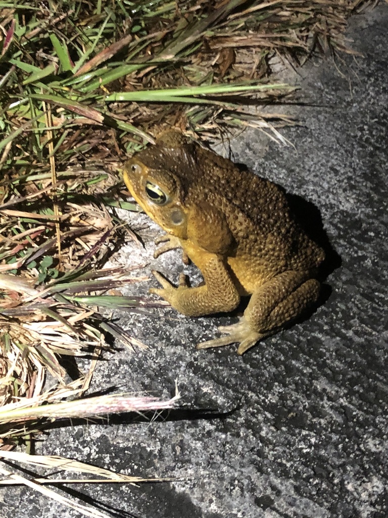 Cane Toad from LeoPalace Resort Country Club, Yona, Guam, US on March ...