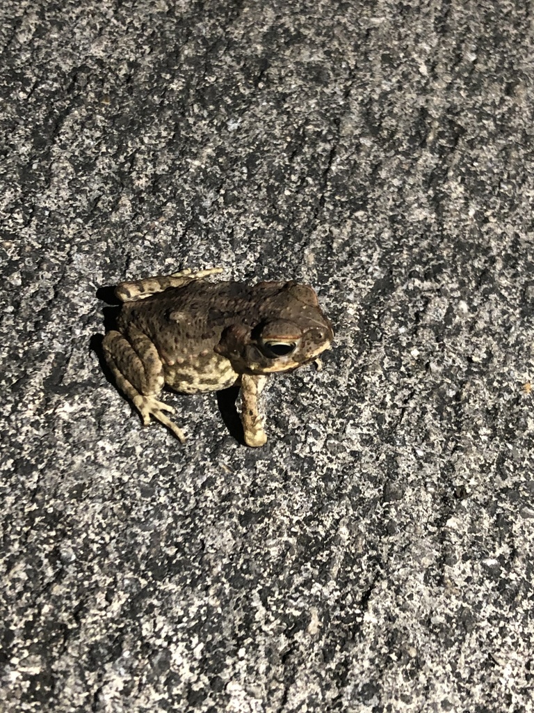 Cane Toad from LeoPalace Resort Country Club, Yona, Guam, US on March ...