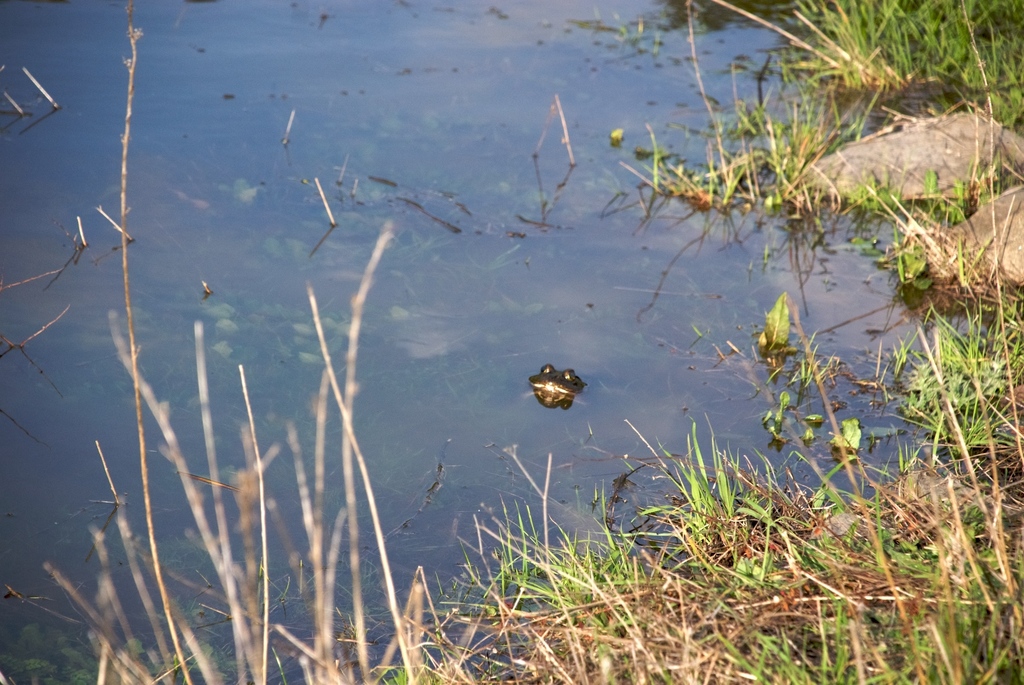 American Bullfrog from sibley oakland california on March 06, 2010 by ...