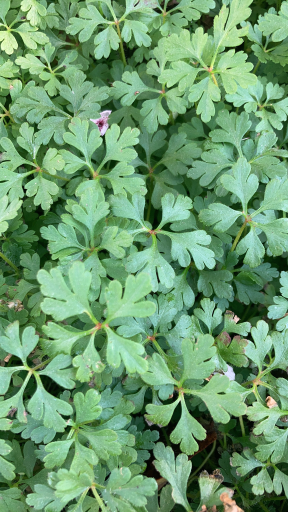 Ruberta from San Rafael on March 05, 2021 at 10:10 PM by foxgloved ...