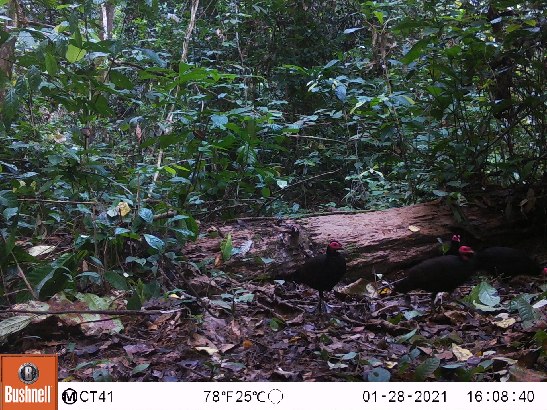 Agelastes niger (Cassin, 1857)