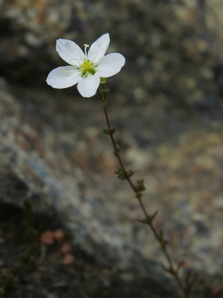 Knotted Pearlwort (Iceland - Plants) · iNaturalist