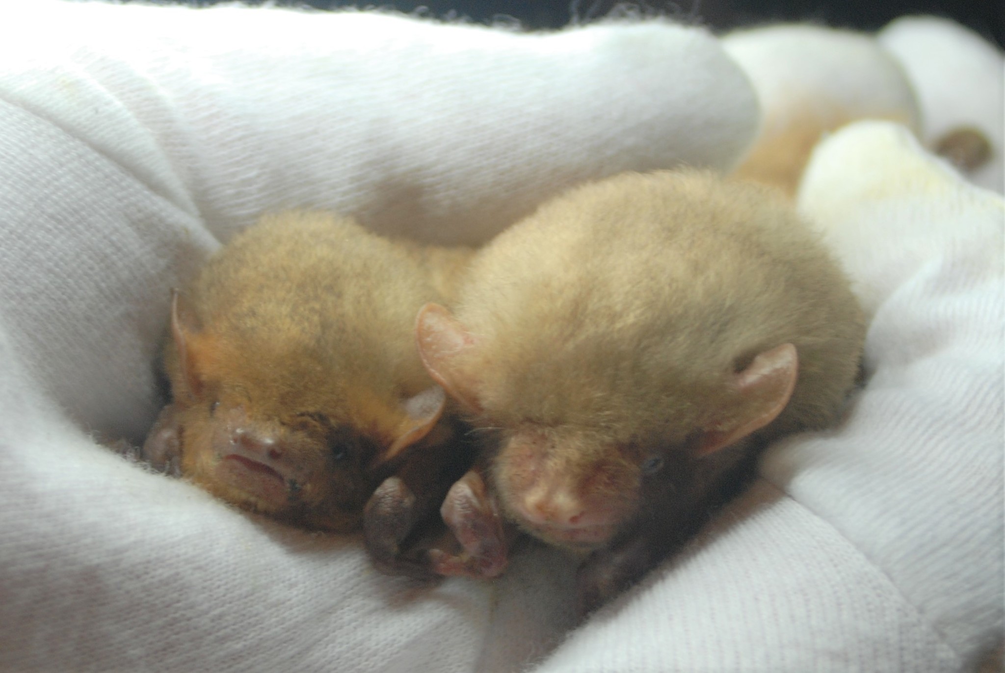 Lasiurus xanthinus (Thomas, 1897)