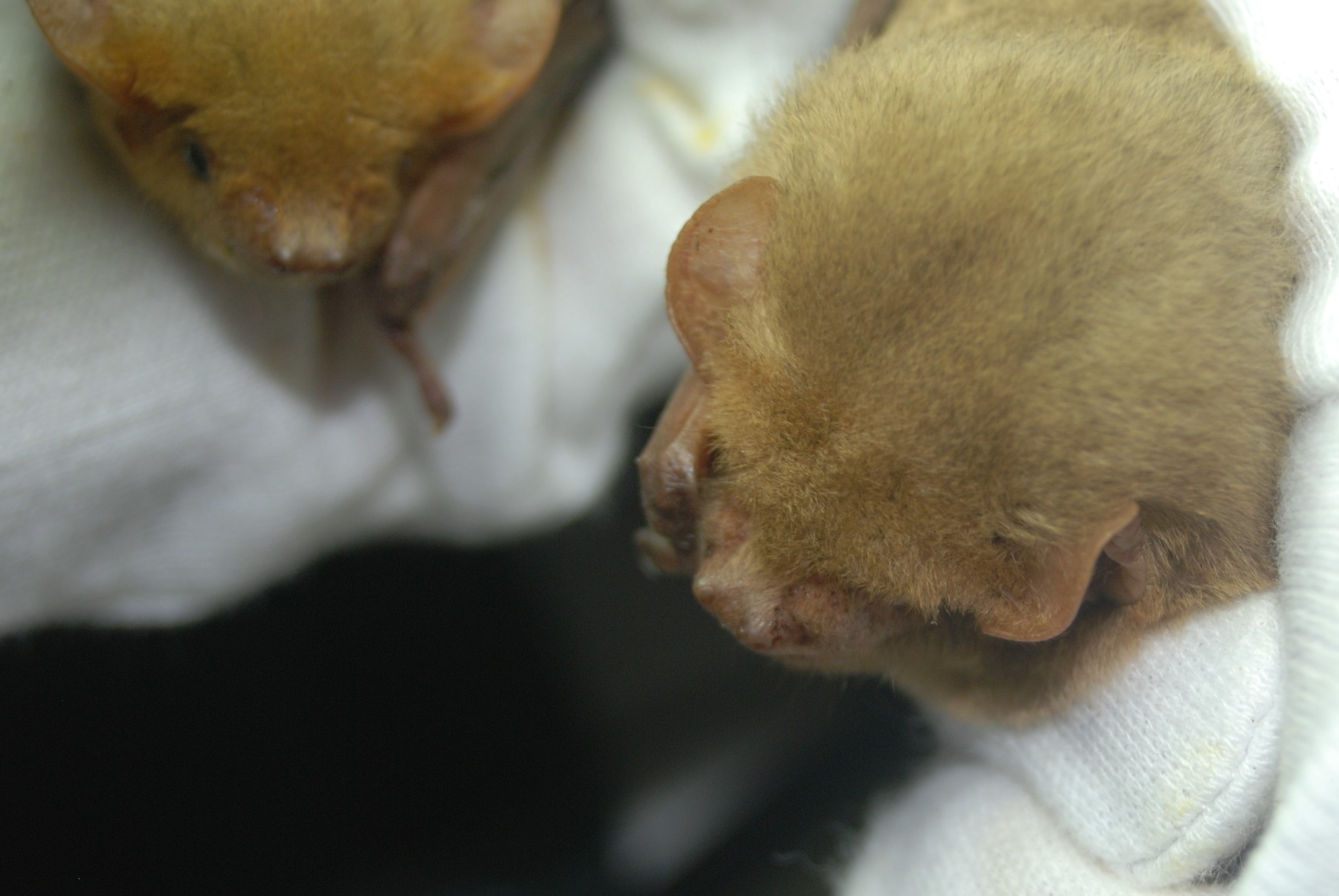 Lasiurus xanthinus (Thomas, 1897)