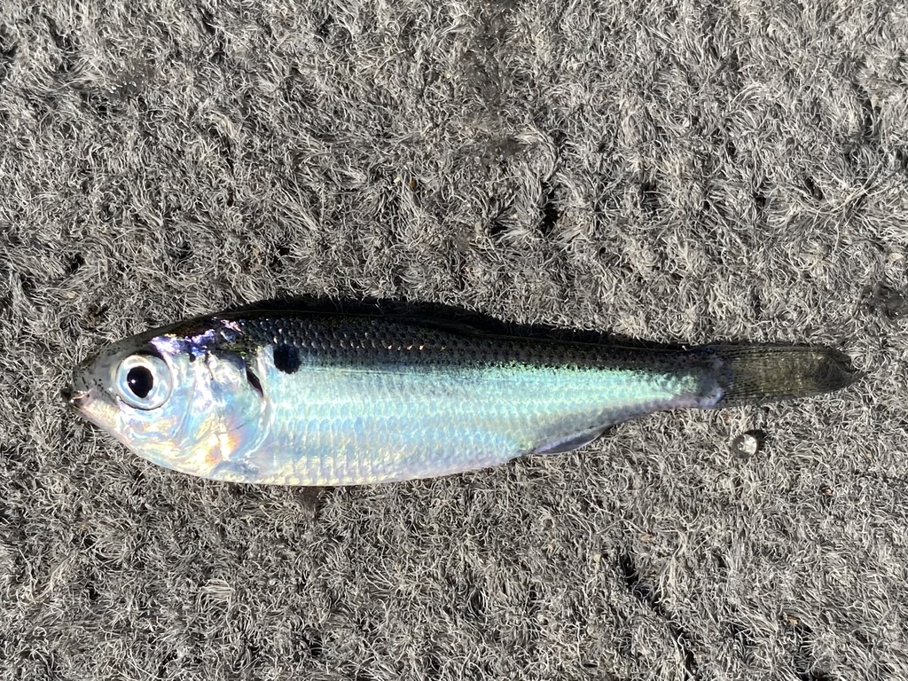 Blueback Shad in March 2021 by Peter Wilson. I made an attempt to ...