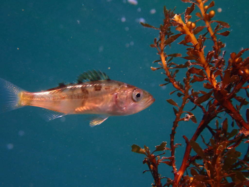 Bocaccio (Sebastes paucispinis) - Marine Life Identification