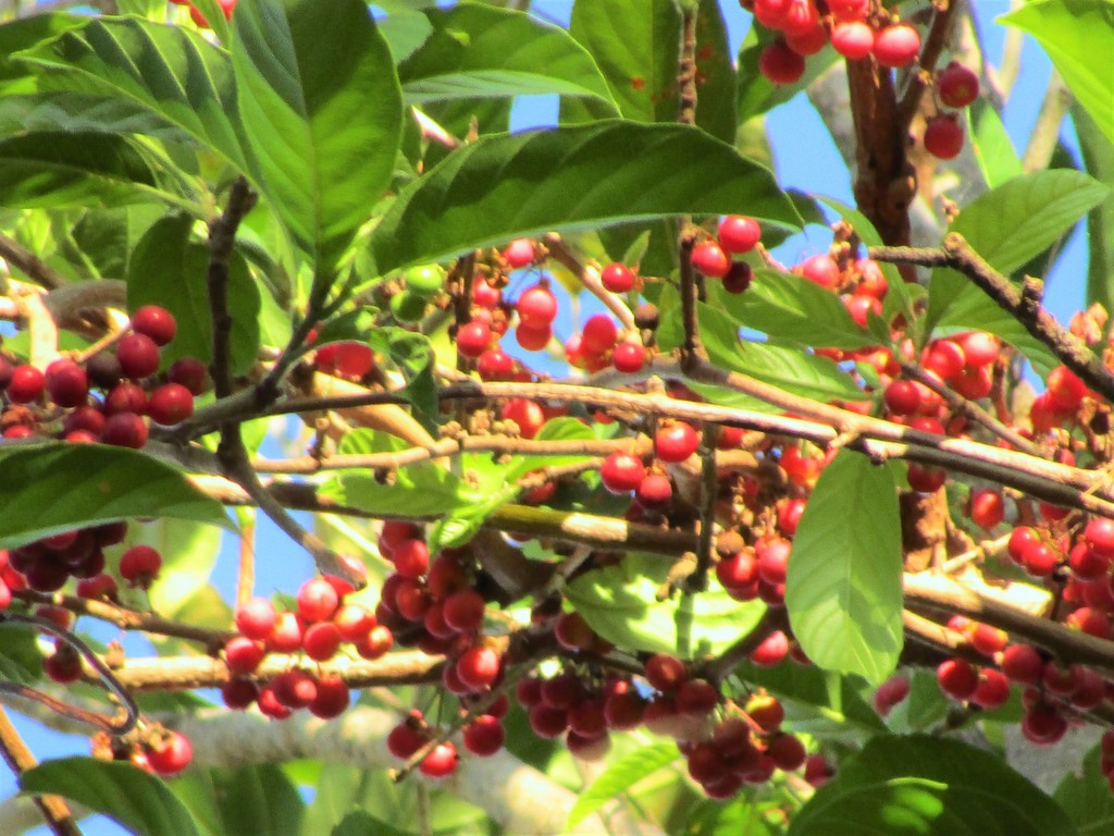 Doliocarpus dentatus from Cochea, Dolega, Panamá on March 5, 2021 at 05 ...