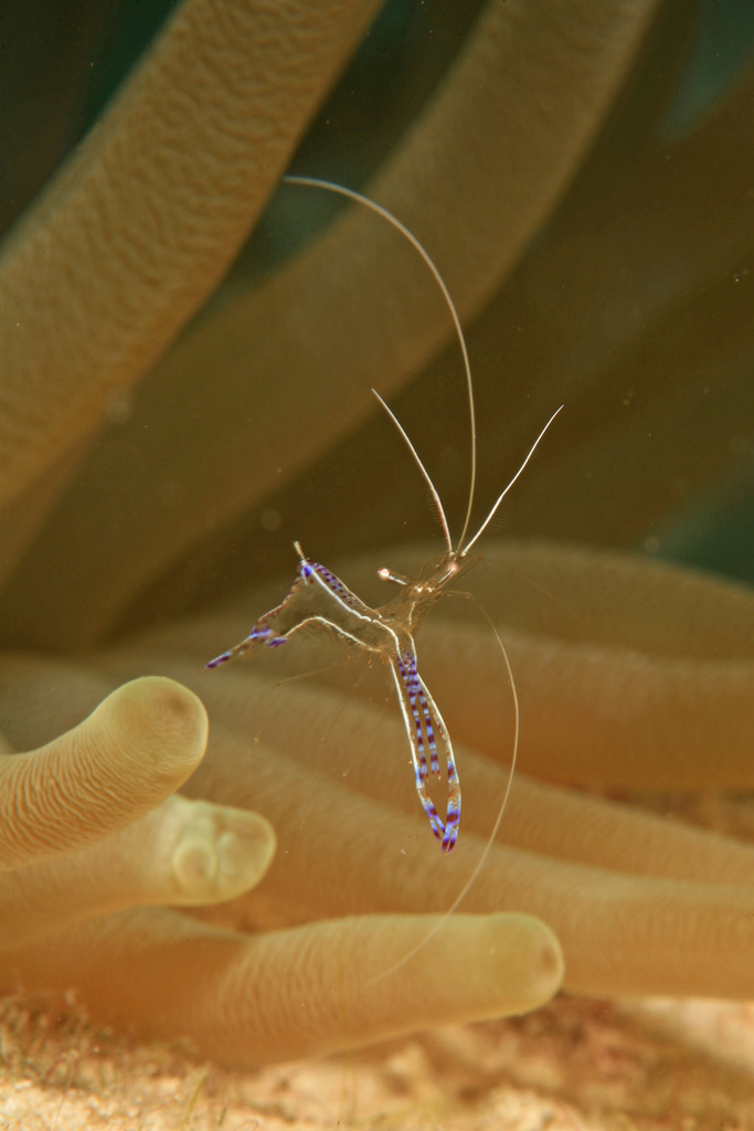Pederson Cleaner Shrimp (Isla de Juventud Under Water Field Guide ...