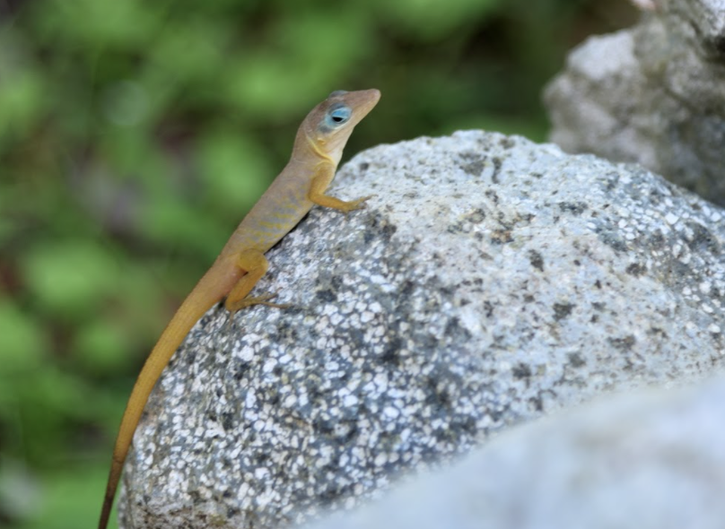 bearded anole in December 2018 by Chen Zhi · iNaturalist