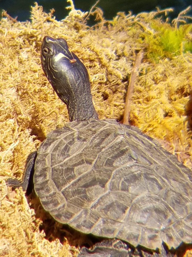 Ouachita Map Turtle from State Botanical Garden of Georgia, Athens, GA ...