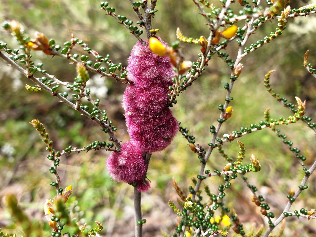 Tanaostigmodes in November 2020 by Mike and Cathy Beamish. On Bossiaea ...