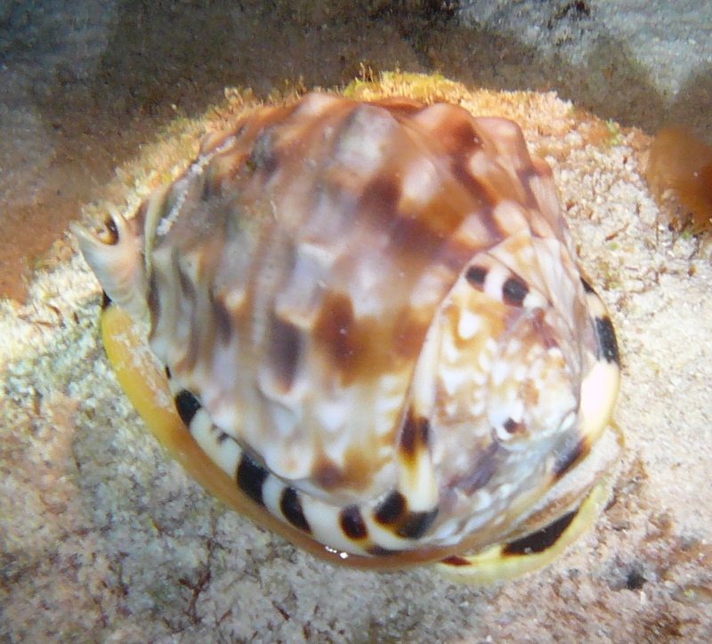 Cassis flammea (Linnaeus, 1758)