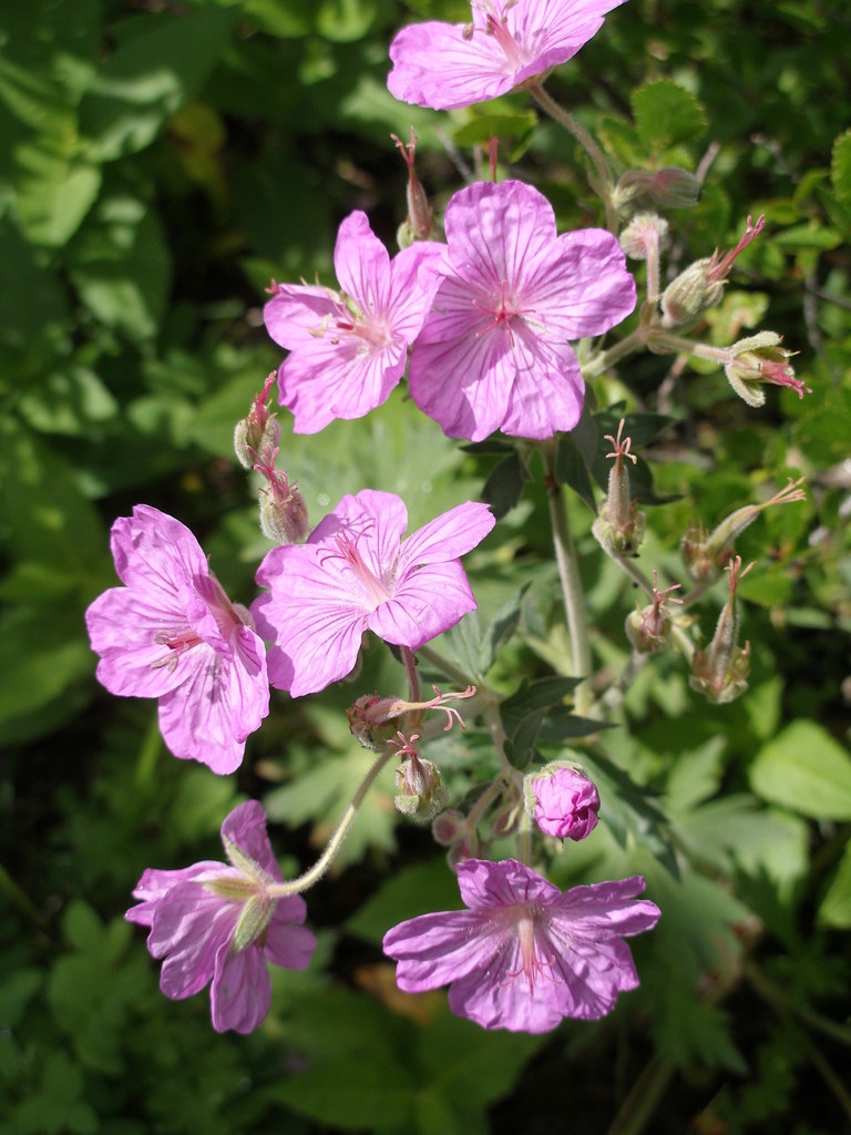 sticky geranium (Rocky Mountain Wildflowers) · iNaturalist