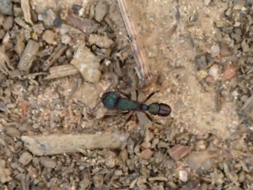 Green-head Ant from Bannockburn VIC 3331, Australia on March 04, 2021 ...