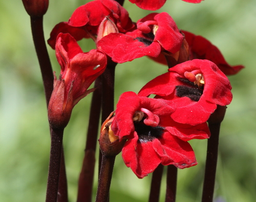 Phelypaea boissieri · NaturaLista Colombia