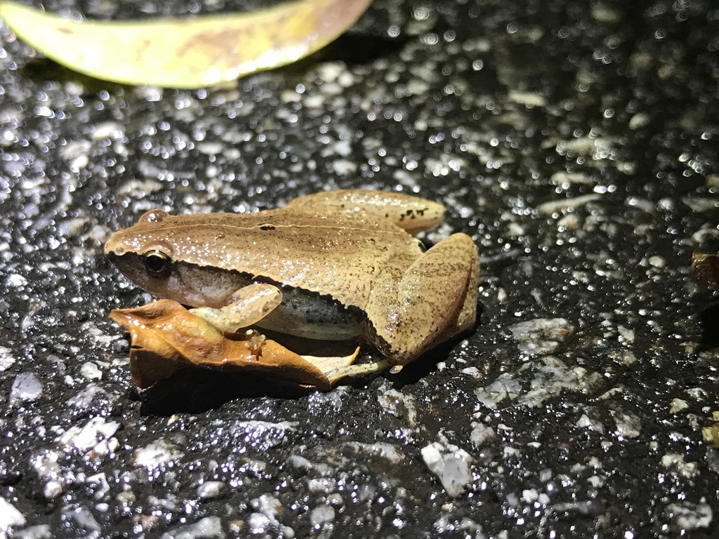 Rice Frogs from Bukit Kiara Park, Kuala Lumpur, KL, MY on March 04 ...