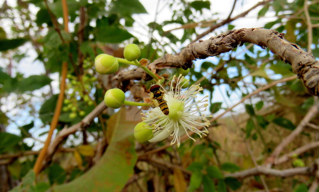 Sandpaper tree from Compostela, Nay., México on January 31, 2017 at 01: ...