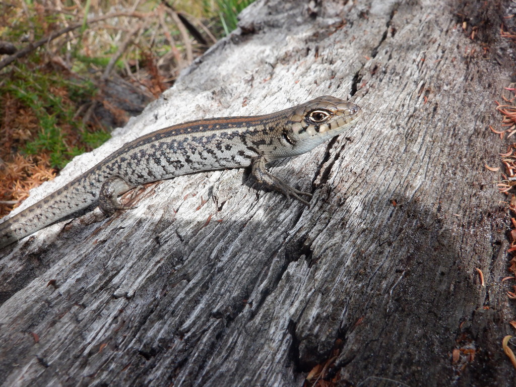 Southwestern Rock Skink from Marbelup WA 6330, Australia on March 6 ...