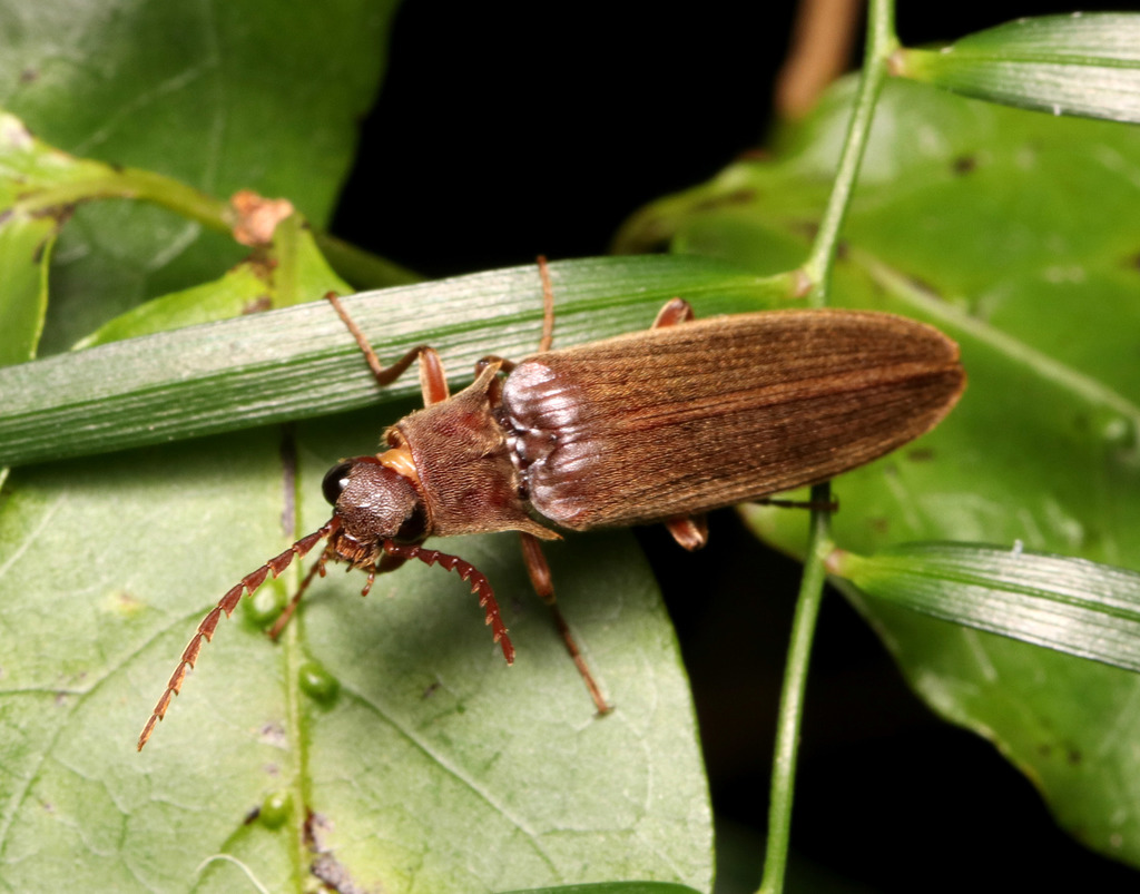 Dicteniophorus in November 2020 by juliegraham173 · iNaturalist