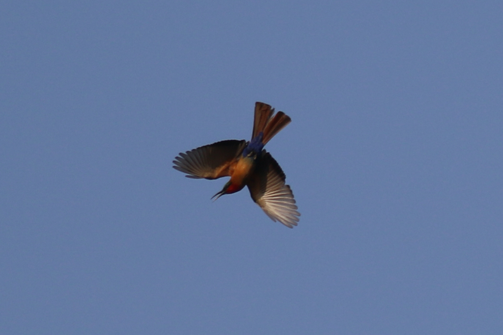 Red-throated Bee-eater from Rafaï, CF-MB, CF on March 4, 2021 at 04:11 ...