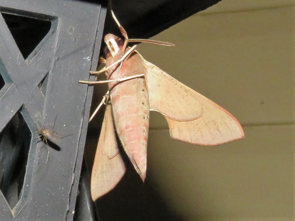 Coprosma Hawk Moth from Vincent QLD 4814, Australia on March 6, 2021 at ...