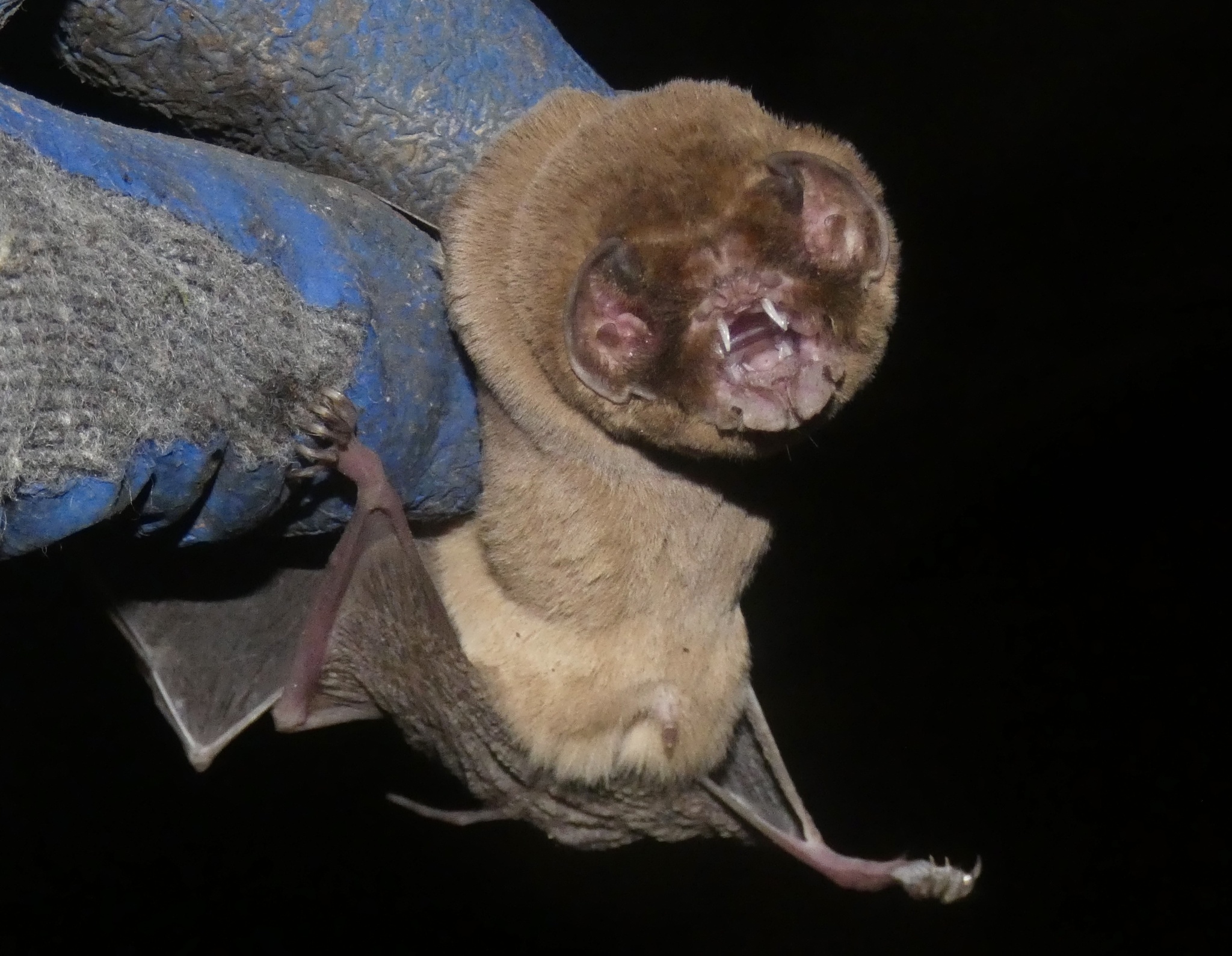 Mormoops megalophylla (Peters, 1864)