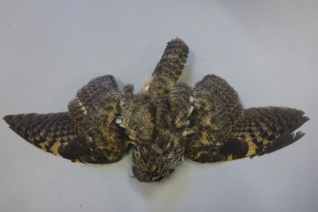 Long-eared Owl in March 2021 by Angus Mossman. Found dead in a friend's ...