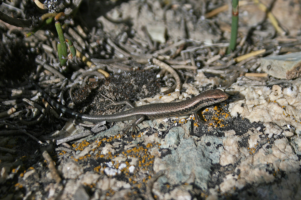 Himalaya Ground Skink from Hemis, IN-JK-LE, IN-JK, IN on August 10 ...
