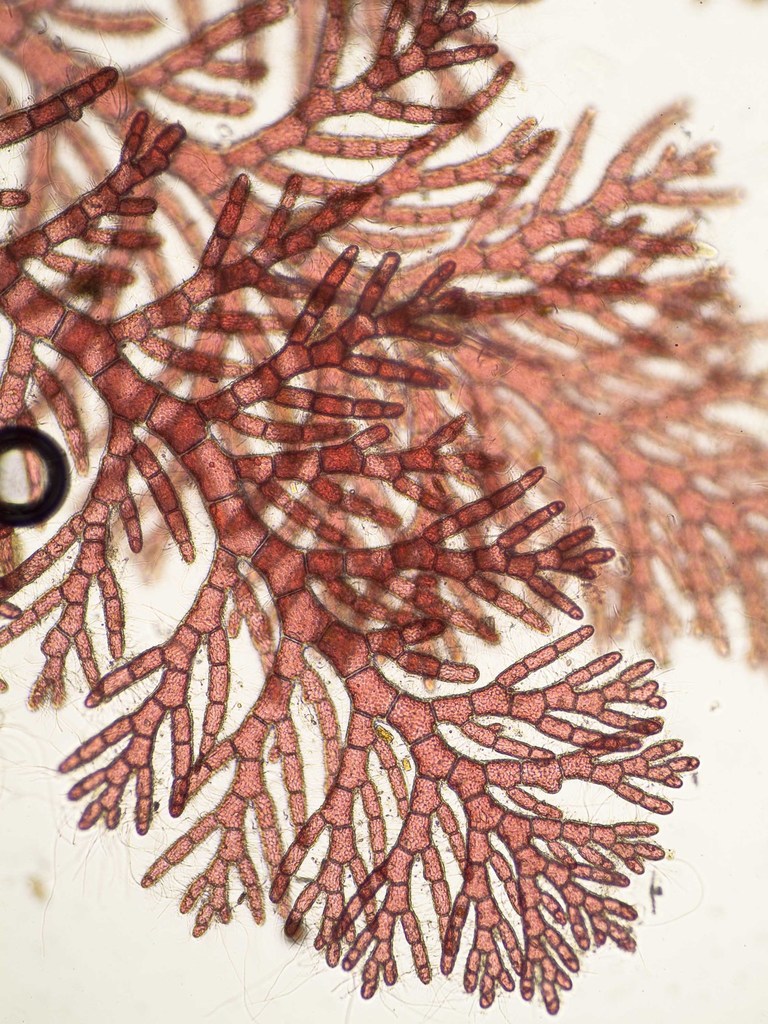 Callithamnion biseriatum from Santa Cruz County, CA, USA on October 22 ...