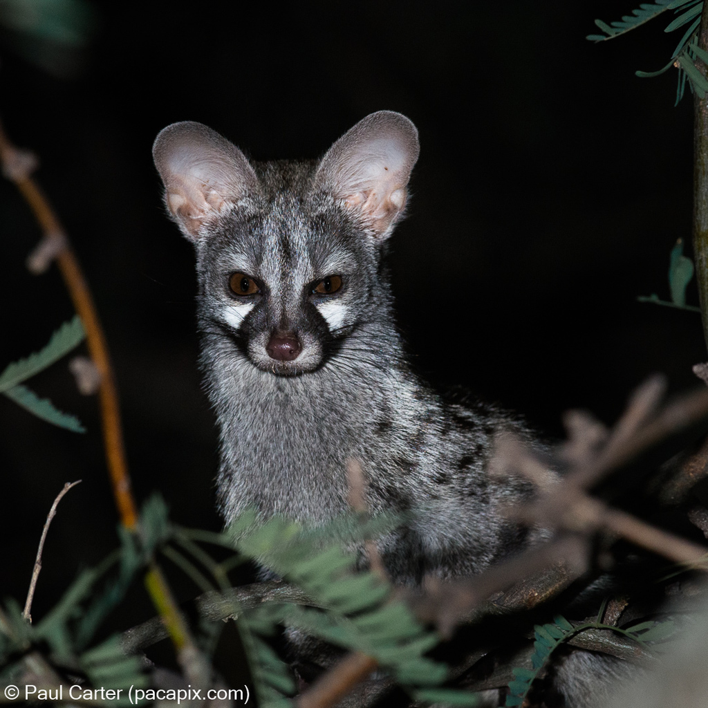 Southern Small-spotted Genet from Dunedin Farm, Central Karoo DC, South ...
