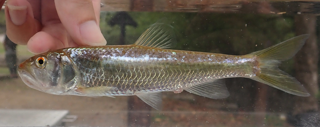 Opsariichthys bidens in March 2021 by H.T.Cheng · iNaturalist