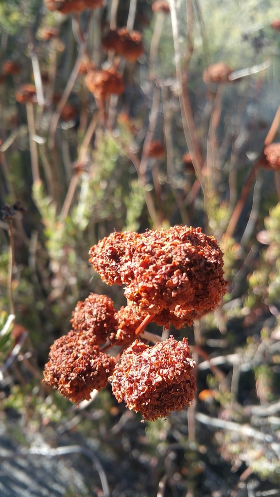 California Buckwheat from San Bernardino National Forest, Riverside ...
